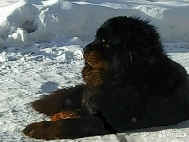 Тибетский мастиф