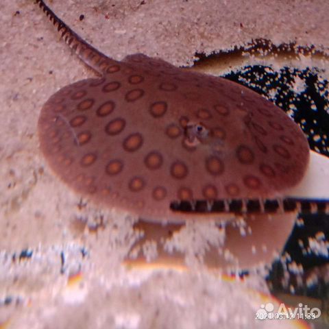 Скат моторо