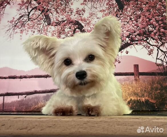 Белая взрослая стерилизаванная девочка