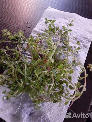 Аквариумное растение