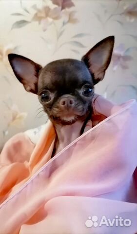 Продам мини чихуахуа