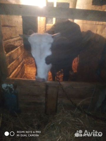 Продается тёлка