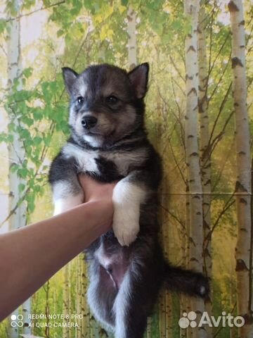 Отличные антидепрессанты - Хаски