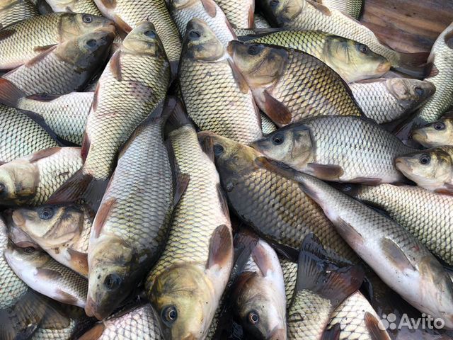 Малёк Карп (рыбопосадочный материал)