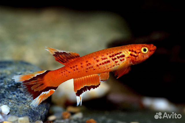 Афиосемион южный