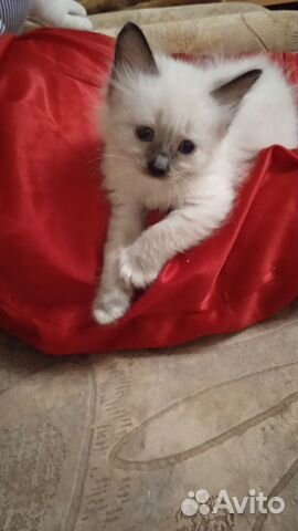 Котята Невские маскарадные