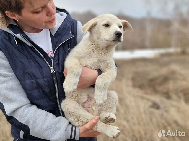 Щенок Снежок крупный, коренастый, 3 мес