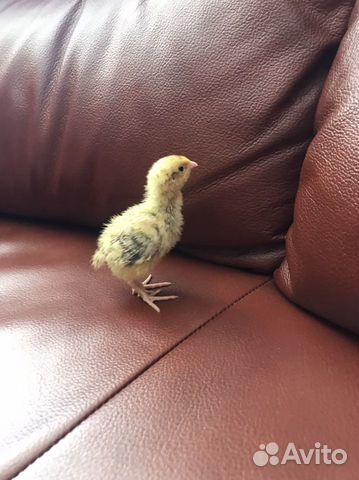 Перепела птенцы и несушки