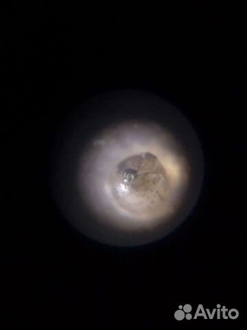 Икра рыбки кили в грунте зрелая