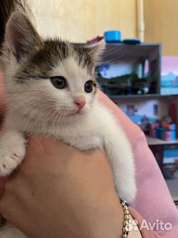 Котенок