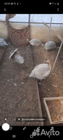 Продам цесарок