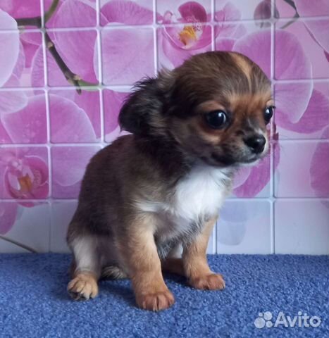 Щенки чихуахуа мини