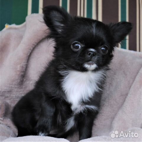 Обворожительная девочка чихуа