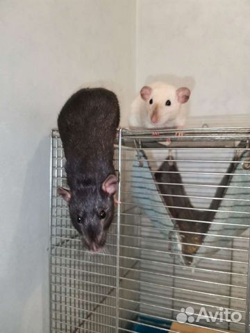 Крыса дамбо бесплатно Бронь