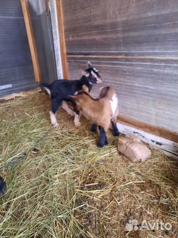 Камерунская козочка