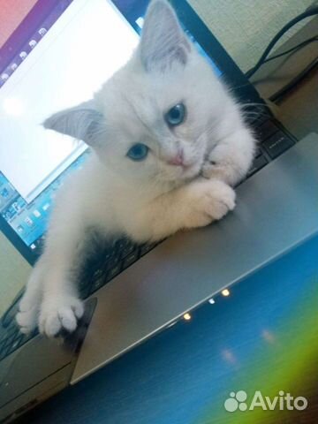 Кошки