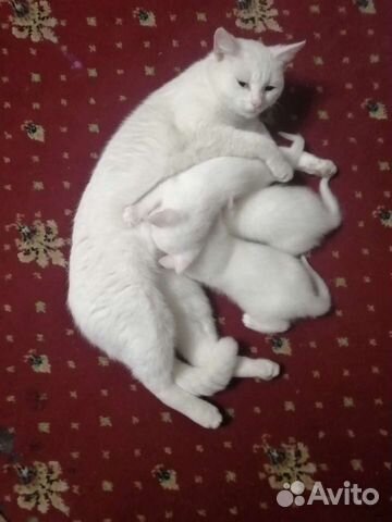 Као мани