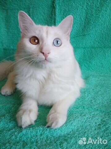 Отдам кошку в добрые руки (турецкий ван)