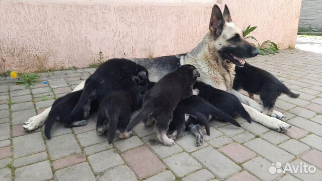 Продаются щенки восточноевропейской овчарки