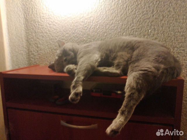 Британская кошечка. Отдаю в хорошие руки за чисто