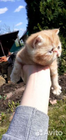 Экзотическая