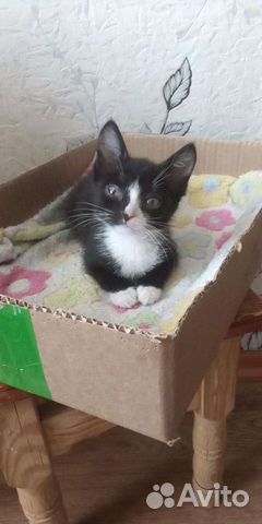 Котёнок