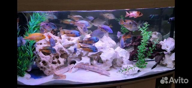 Полиптерус Эндлихера, никарагуанцы, метинисы