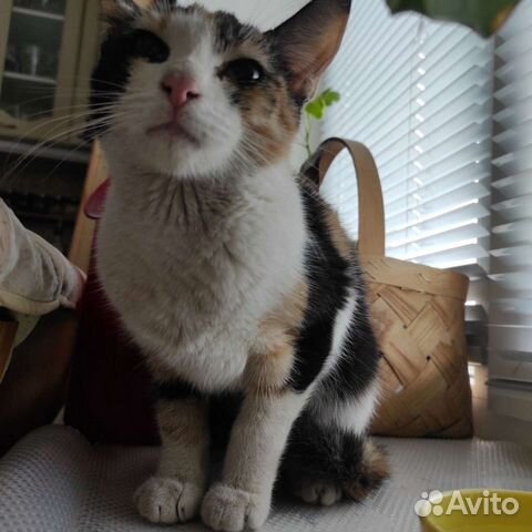 Котёнок. 5 мес. Девочка. К лотку приучена