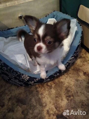 Щенок чихуахуа длинношерстный