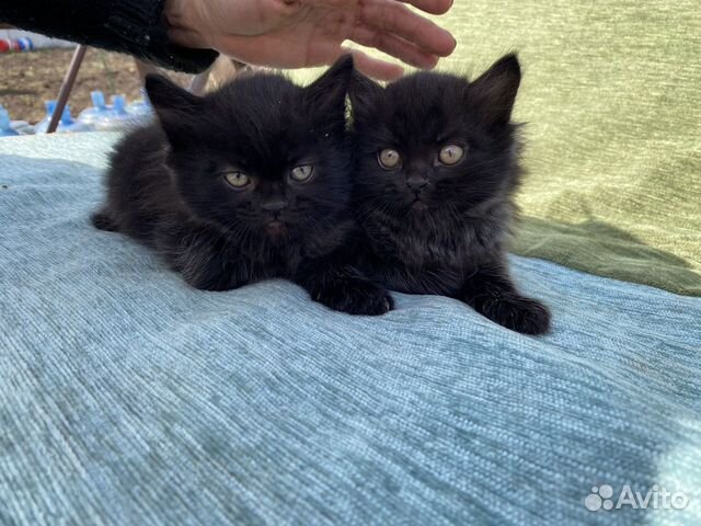 Два брата-акробата