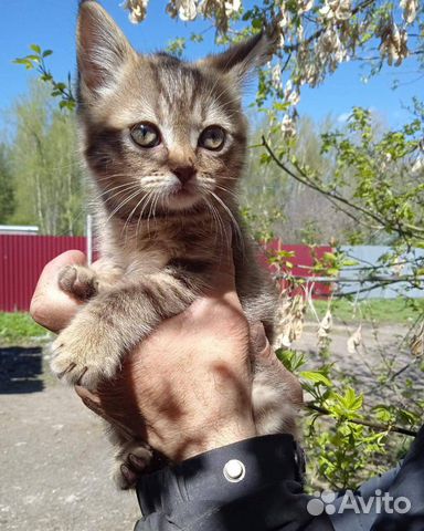 Кот Матроскин ищет дом