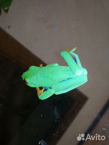 Лягушка