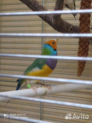 Амадины Гульда