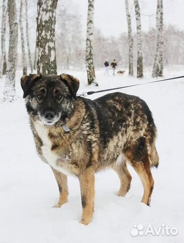 Собака Карамелька ищет дом