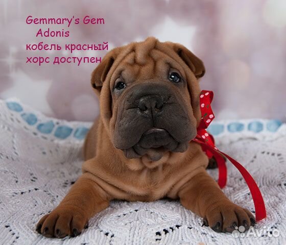Шикарный красный щенок шарпея - хорсячок