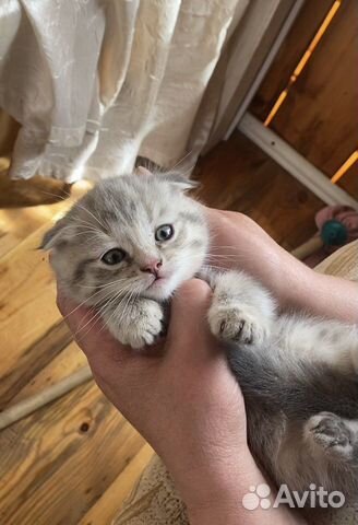 Продаются Британчики