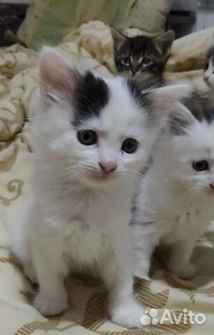 Две сестрички