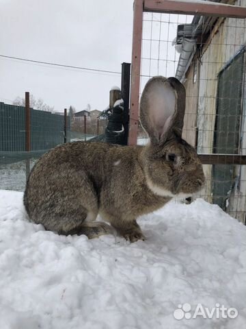Кролики породы ризен