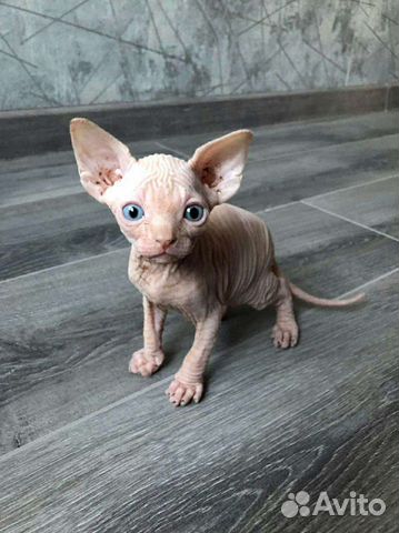 Канадский сфинкс