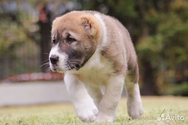 Кобель-азиат