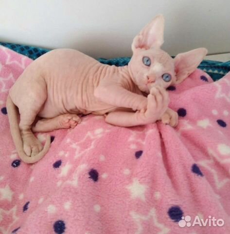 Канадский сфинкс