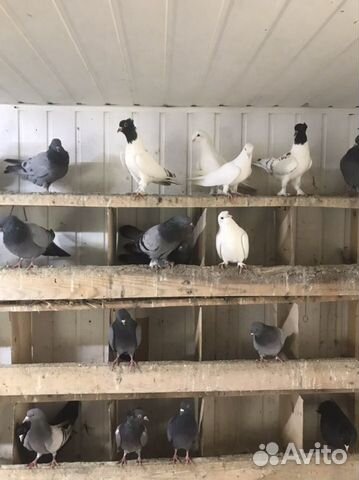 Бакинские,Иранские и Турецкие Голуби