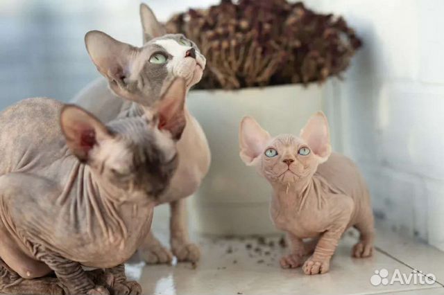 Канадский сфинкс котенок