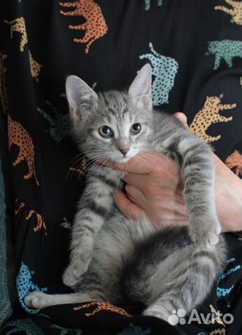 Котенок Бьюти ищет дом