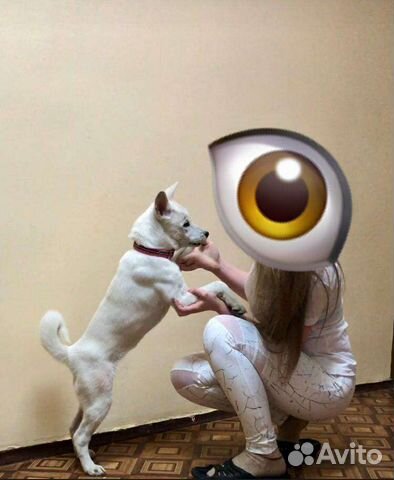 Собака,кисю,кишу японская