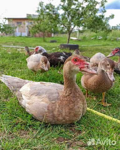 Мускусные утки