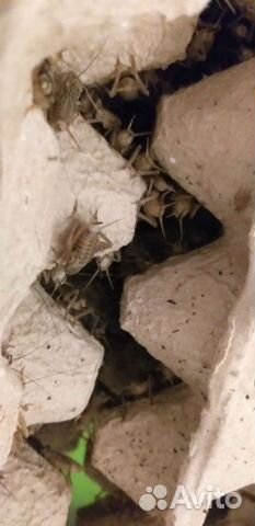 Сверчки кормовые живые