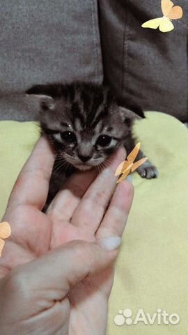 Кошка в дар