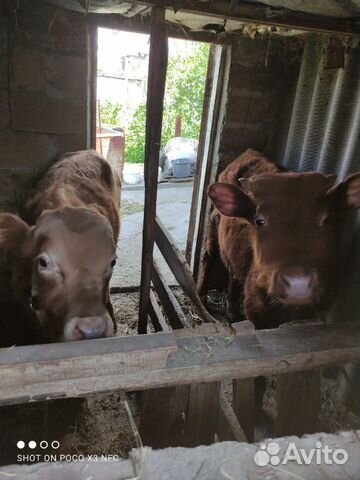 Продам двоих бычков сементалов