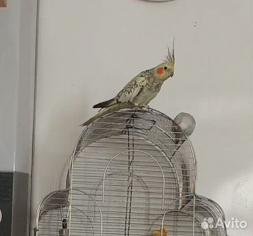 Продам кореллу